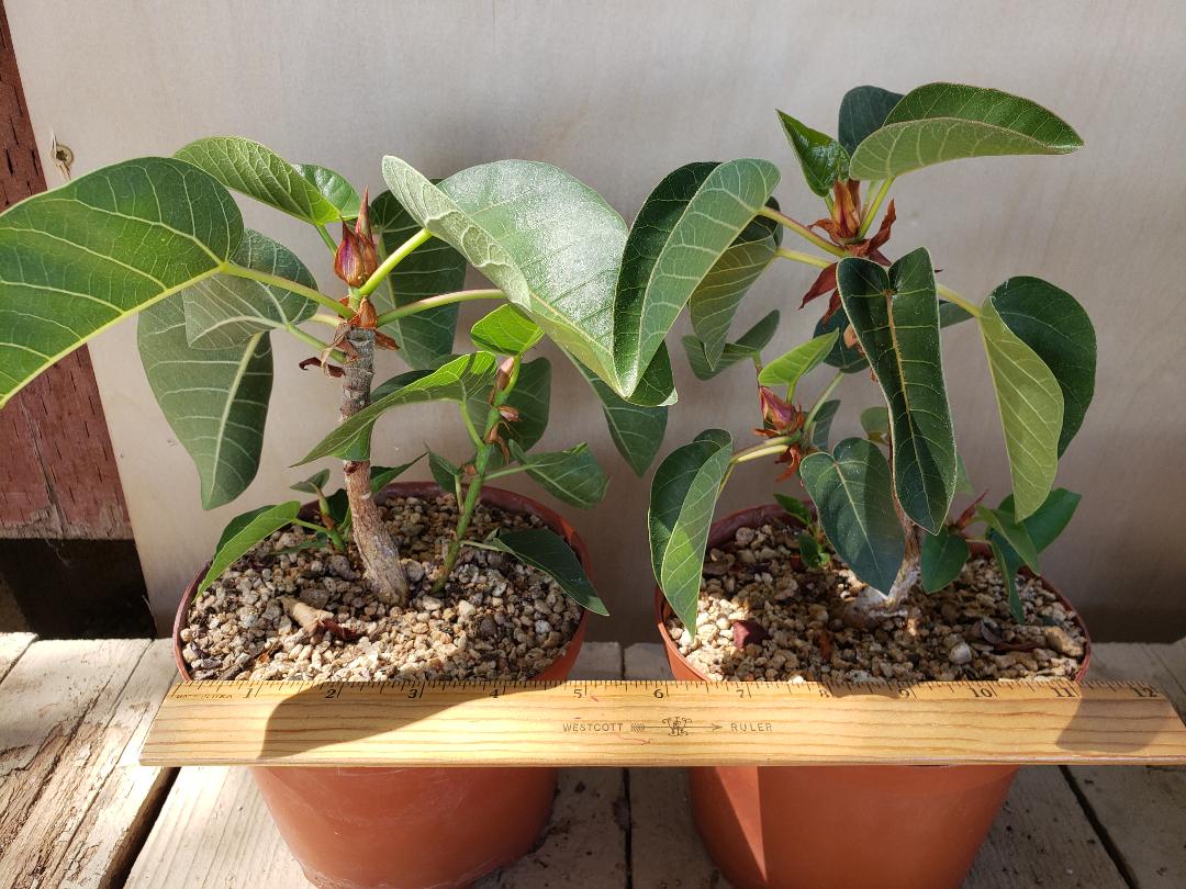 Ficus palmeri - branched trunk form – Peter W Plants